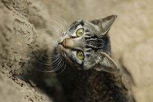 Wild Cat Gaze - Kay Arts - Photography, Animals, Birds, & Fish, Cats ...