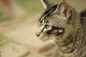 Wild Cat Gaze - Kay Arts - Photography, Animals, Birds, & Fish, Cats ...