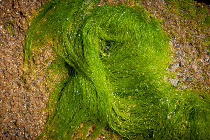 Sea grass art - Andrea M Savelo - Photography, Landscapes & Nature ...