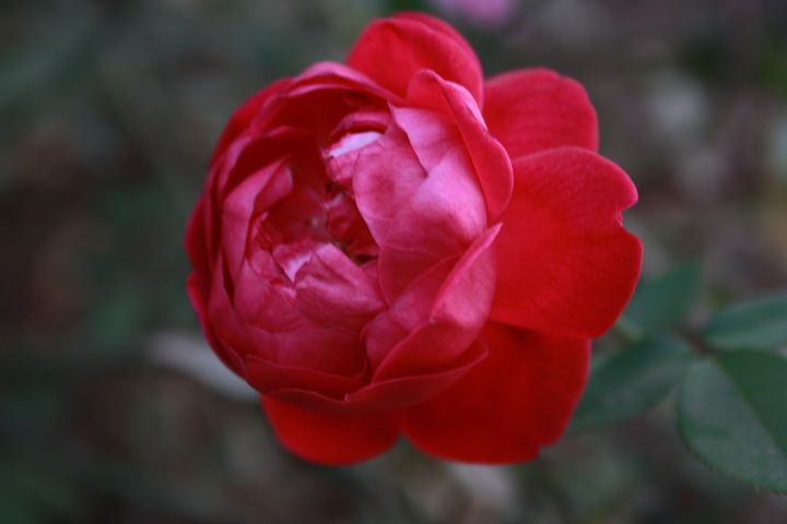 Red Rose - sourav photography - Photography, Flowers, Plants, & Trees ...