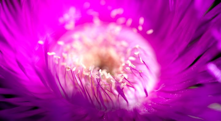 Abstract neon pink flower - de Beer Photography - Photography, Flowers ...