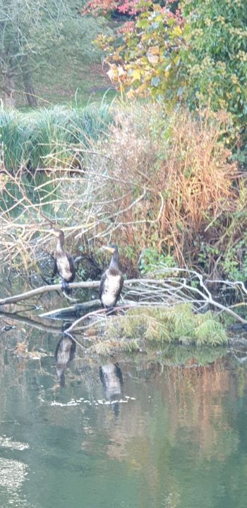 "He went that way..." two bird musin - Elana Tree - Photography ...