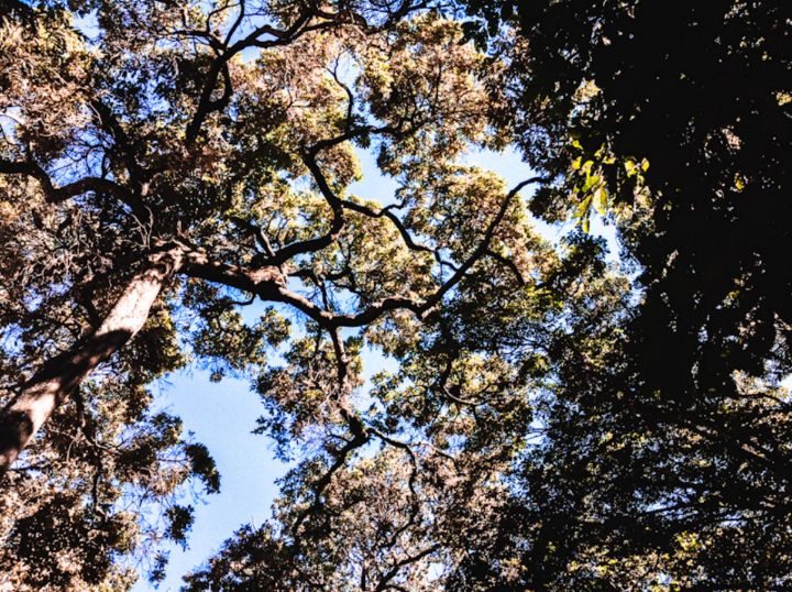 A tree seen from below - 8 - Jose Sandoval - Photography, Flowers ...