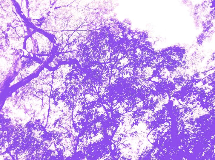 A tree seen from below - 13 v. 5 - Jose Sandoval - Photography, Flowers ...