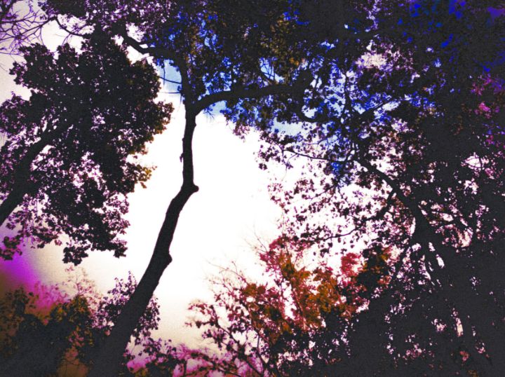 A tree seen from below - 20 v. 3 - Jose Sandoval - Photography, Flowers ...