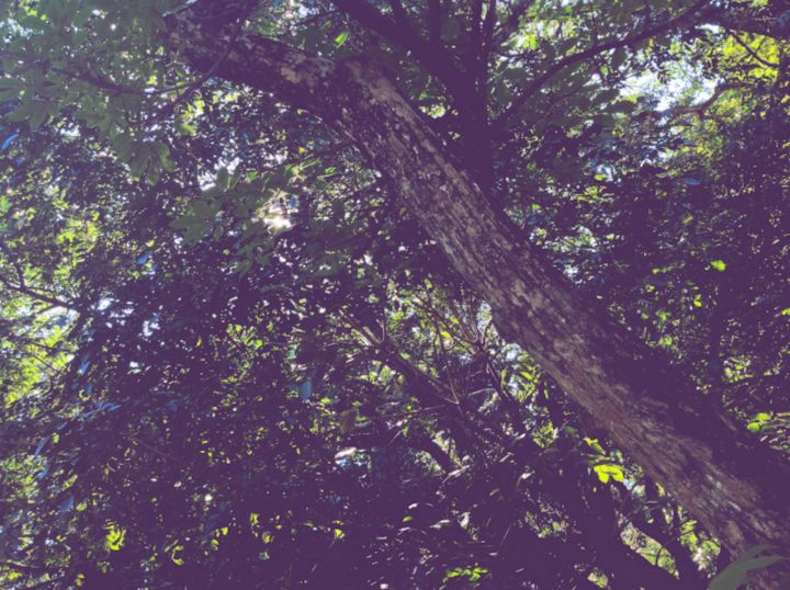 A tree seen from below - 5 - Jose Sandoval - Photography, Landscapes ...