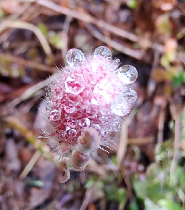 Pink willow catkin with raindrops - Heijdi's fantastic painted World ...