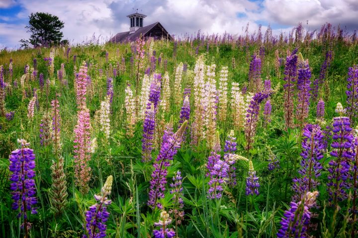 Spring Blooms in Maine - Rick Berk Photography - Photography, Places ...
