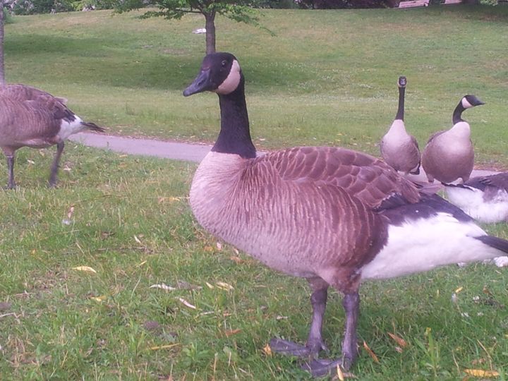 Standing Strong - RW - Photography, Animals, Birds, & Fish, Birds ...