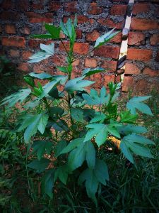 Baka da seller - Photography