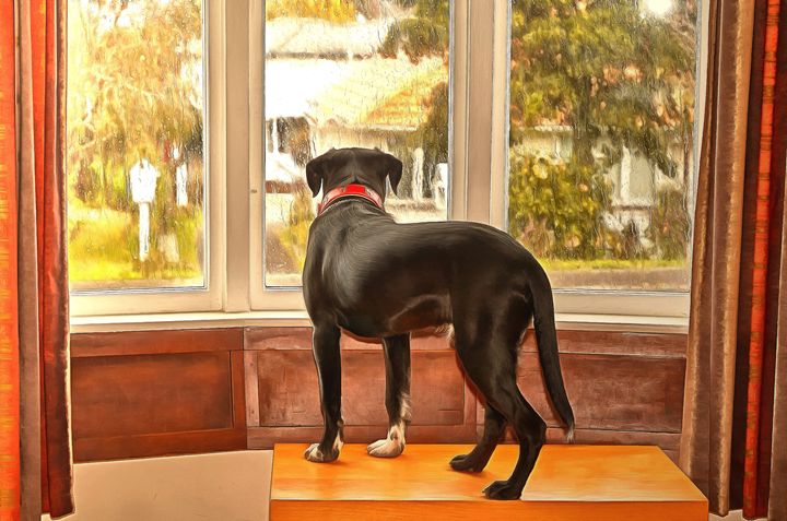 Dog looking out of the window - Chandra - Digital Art & AI, Animals ...