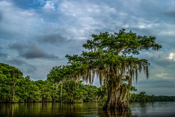 Lake Dauterive Morning - Black Bayou Photography - Photography ...