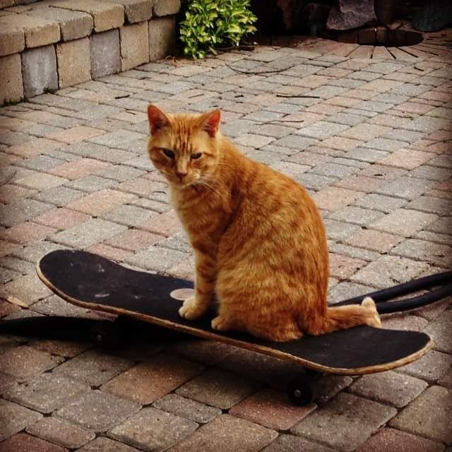 One Cool Cat - xxCenoartxx - Photography, Animals, Birds, & Fish, Cats ...