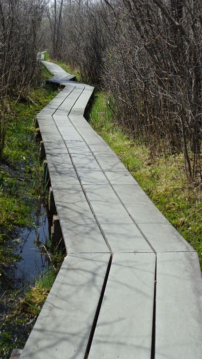 Volo Bog Boardwalk - MHolladay - Photography, Landscapes & Nature ...