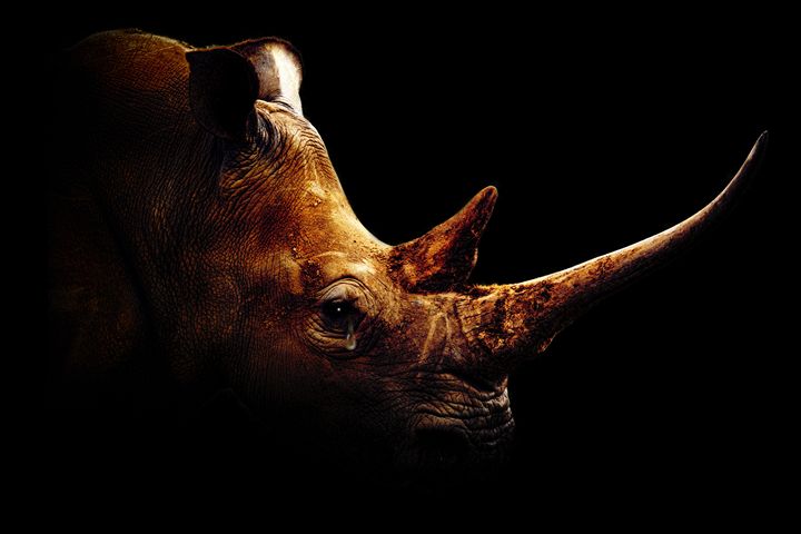 Sad Rhino - psdigital art - Digital Art & AI, Animals, Birds, & Fish ...