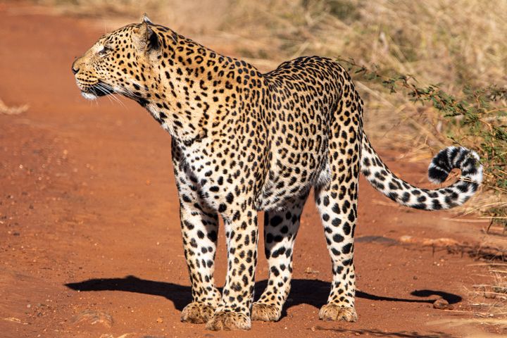 Male Leopard showing off - Kyle Lewin Wildlife - Photography, Animals ...