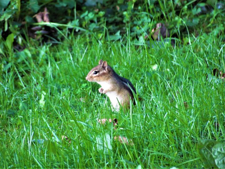 Chippy - Liz Horn - Photography, Animals, Birds, & Fish, Mouse & Rodent ...