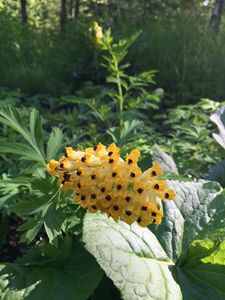 Emma Saxby - Photography