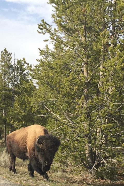 Slow Ascent - Emma Saxby - Photography, Animals, Birds, & Fish, Buffalo ...