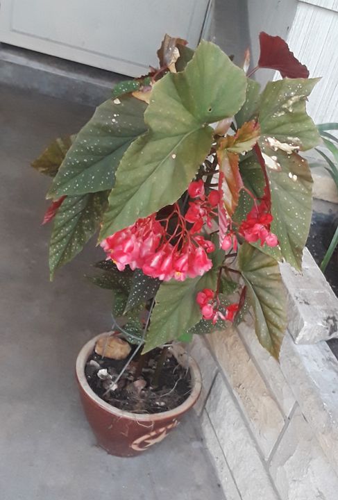 Red Flowers - Photo Editing Chick - Photography, Places & Travel ...