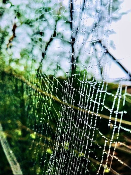 Morning dew - Custom aesthetics - Photography, Landscapes & Nature, Other Landscapes & Nature ...