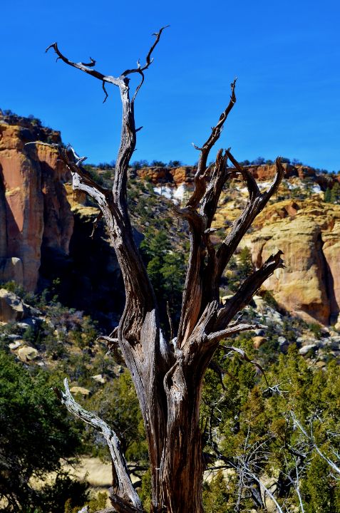 Resilient Tree - Myrrhanda - Photography, Landscapes & Nature, Canyons ...