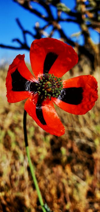 Red Pedals - Myrrhanda - Photography, Flowers, Plants, & Trees, Flowers ...