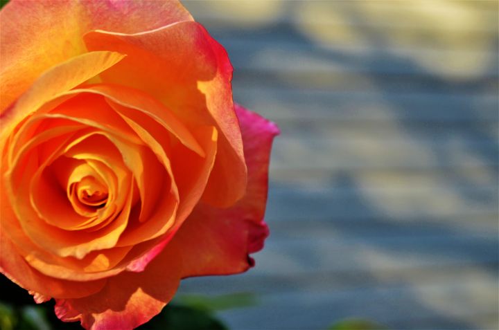 Rose and Shadow - Myrrhanda - Photography, Flowers, Plants, & Trees ...