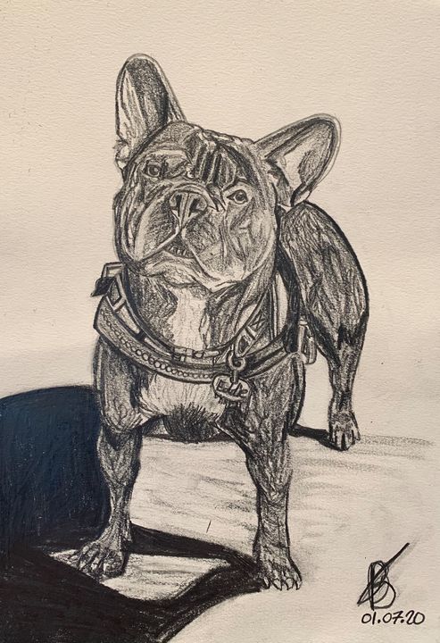 Frenchy - Bill Drury - Drawings & Illustration, Animals, Birds, & Fish ...