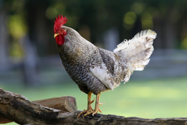 Rooster Knows He Is A Stud - Carol R Montoya Fine Art Photography ...