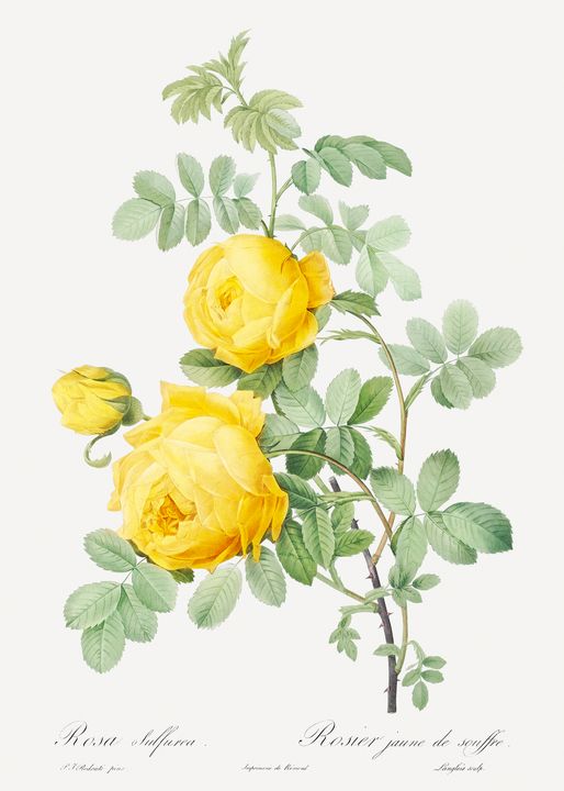Rosa hemisphaerica, also known as Ye - Rina - Paintings & Prints ...