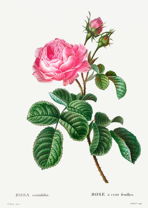 Cabbage rose (Rosa centifolia) from - Rina - Paintings & Prints ...
