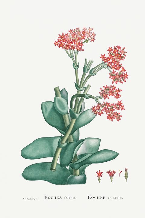 Rochea Falcata (Propeller Plant) fro - Rina - Paintings & Prints ...
