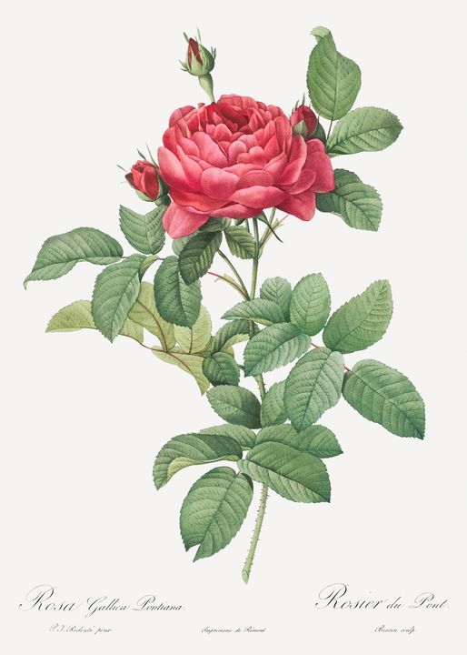 Rosa gallica pontiana, also known as - Rina - Paintings & Prints ...