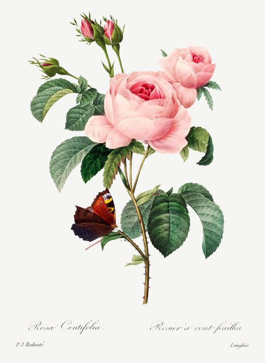 Cabbage rose by Pierre-Joseph Redout - Rina - Paintings & Prints ...