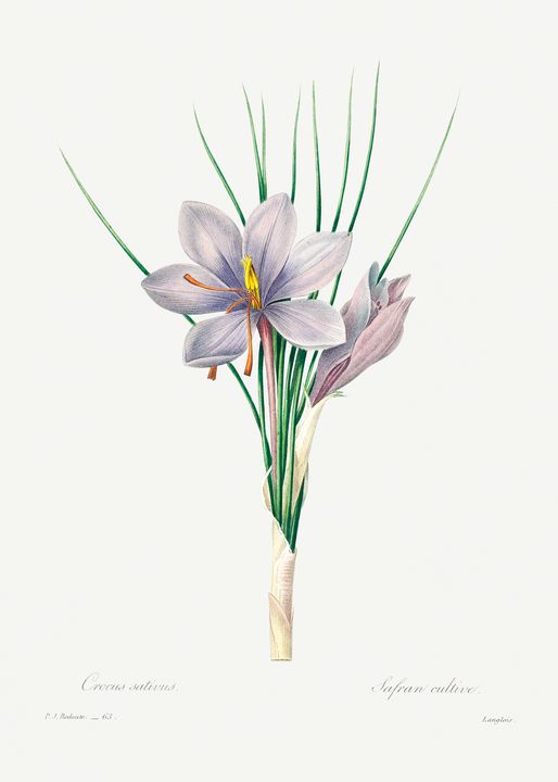 Autumn crocus by Pierre-Joseph Redou - Rina - Paintings & Prints ...