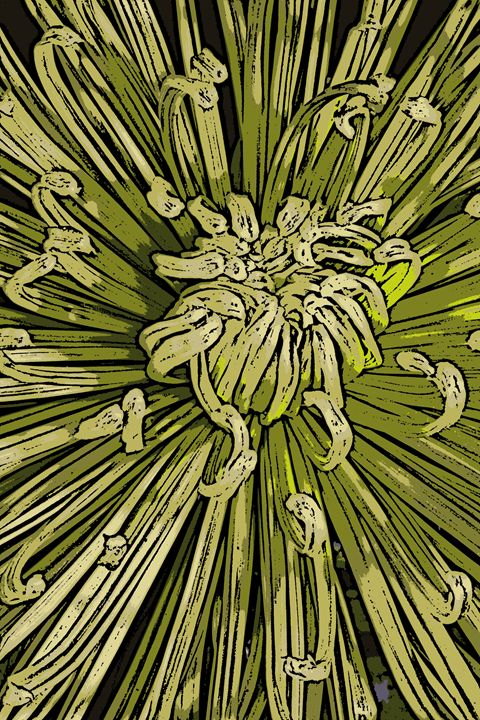 Spider Chrysanthanum - Colin Bentham - Paintings & Prints, Flowers ...