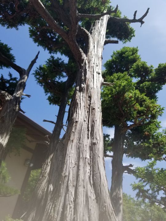 Not everything is as it looks - Bree - Photography, Flowers, Plants ...