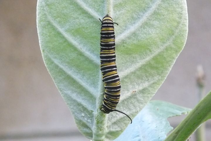 Chris Crooks Photography - Photography