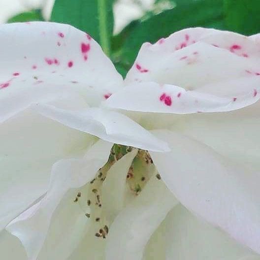 Pink speckled, white rose - Decor24@artme - Photography, Flowers ...