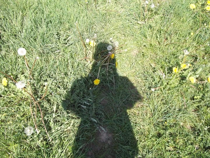 shadow on the meadows - Markriley404 - Photography, Flowers, Plants ...