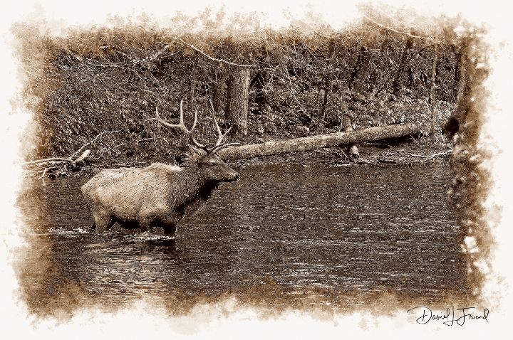 Bull elk crossing stream - DLF Photo - Photography, Animals, Birds ...