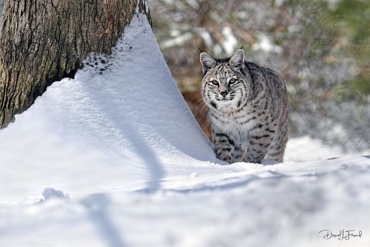Bobcat in snow ............... - DLF Photo - Photography, Animals ...
