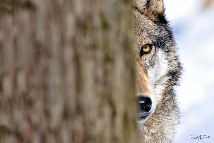 North American gray wolf behind tree - DLF Photo - Photography, Animals ...