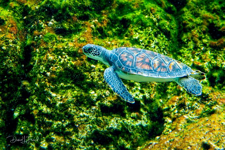 Sea turtle swimming - DLF Photo - Photography, Animals, Birds, & Fish ...