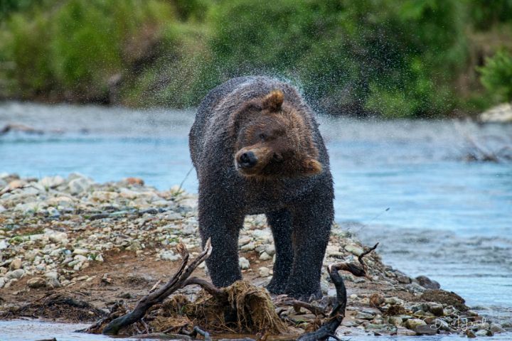 Grizzly bear shaking water off - DLF Photo - Photography, Animals ...
