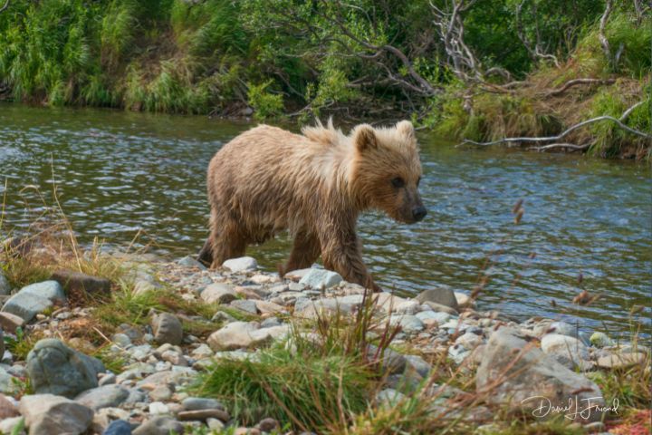 Baby brown bear cub on bank - DLF Photo - Photography, Animals, Birds ...