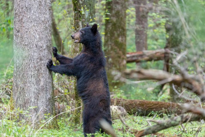 Black bear standing up - DLF Photo - Photography, Animals, Birds ...