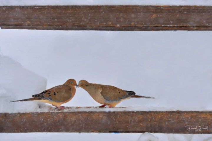 Two Mourning Doves on a fence - DLF Photo - Photography, Animals, Birds ...