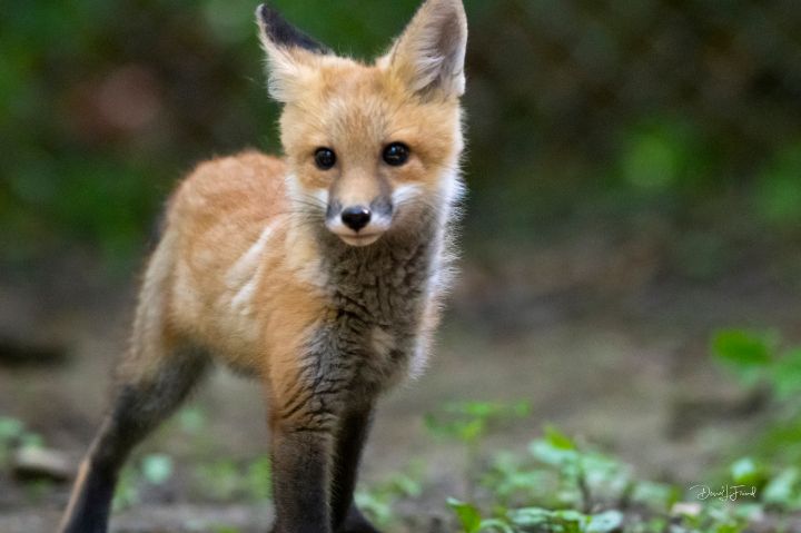 Young red fox kit closeup - DLF Photo - Photography, Animals, Birds ...